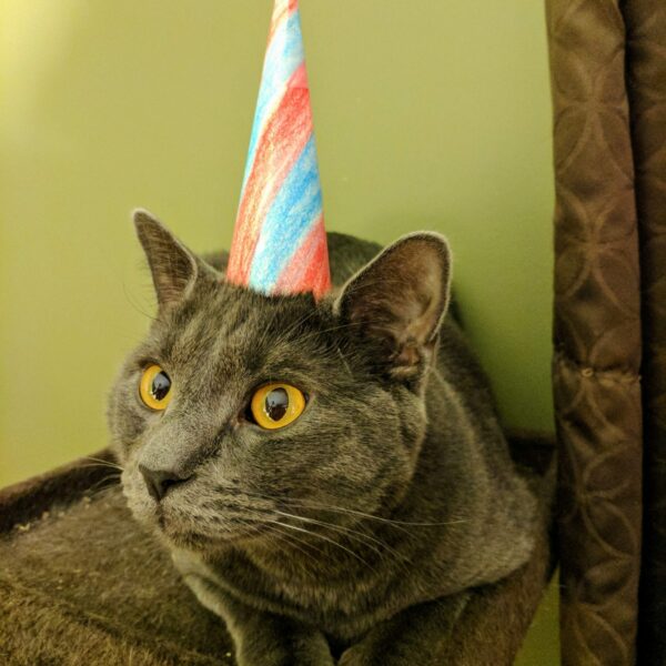 Chrome Unboxed’s Official Mascot Turns 1